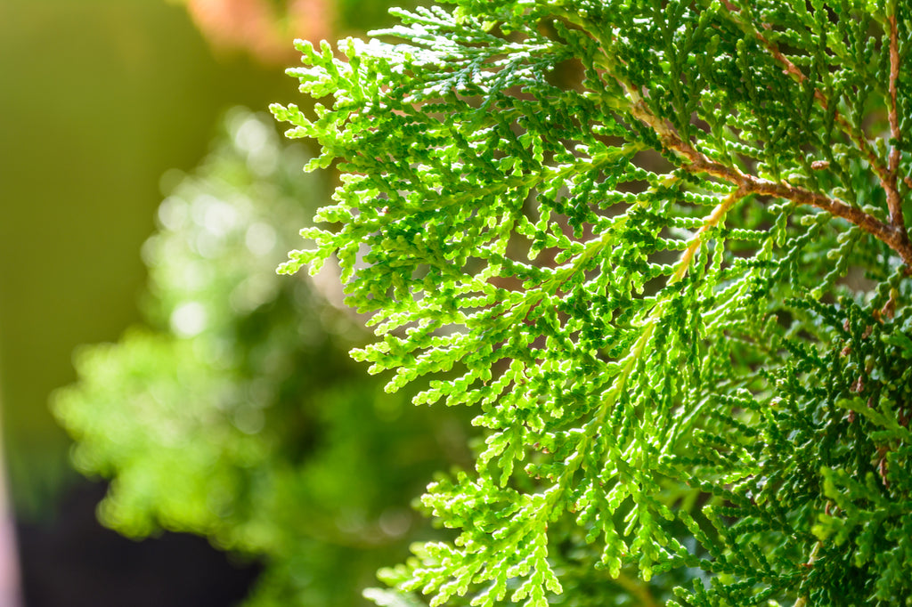 Best Hinoki Fragrances – DecantPlanet