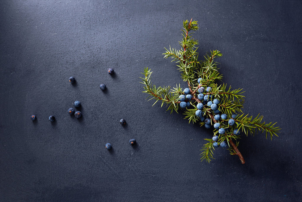 Best Juniper Fragrances – DecantPlanet